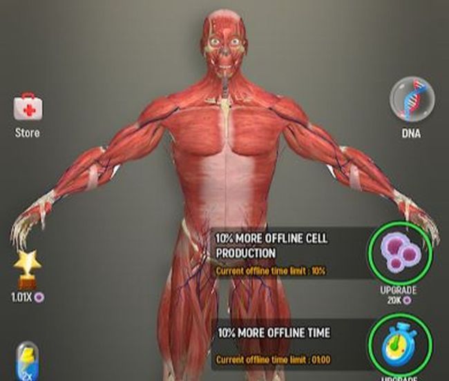 Idle Human Cheats: Tips & Guide to Create the Perfect Human - Touch ...