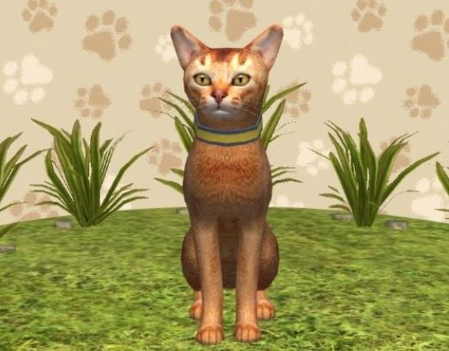 Cat Simulator 2020: All Cats in the Game & How to Get Them - Touch, Tap ...